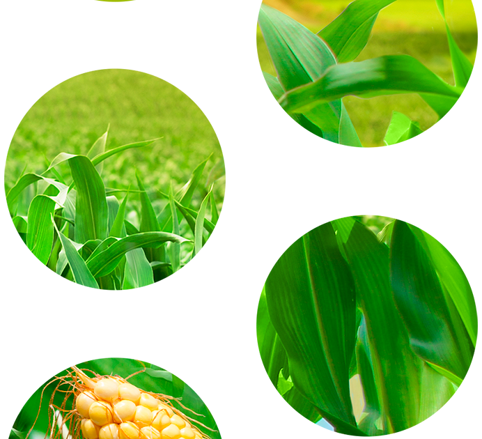 Interstarch. About Us